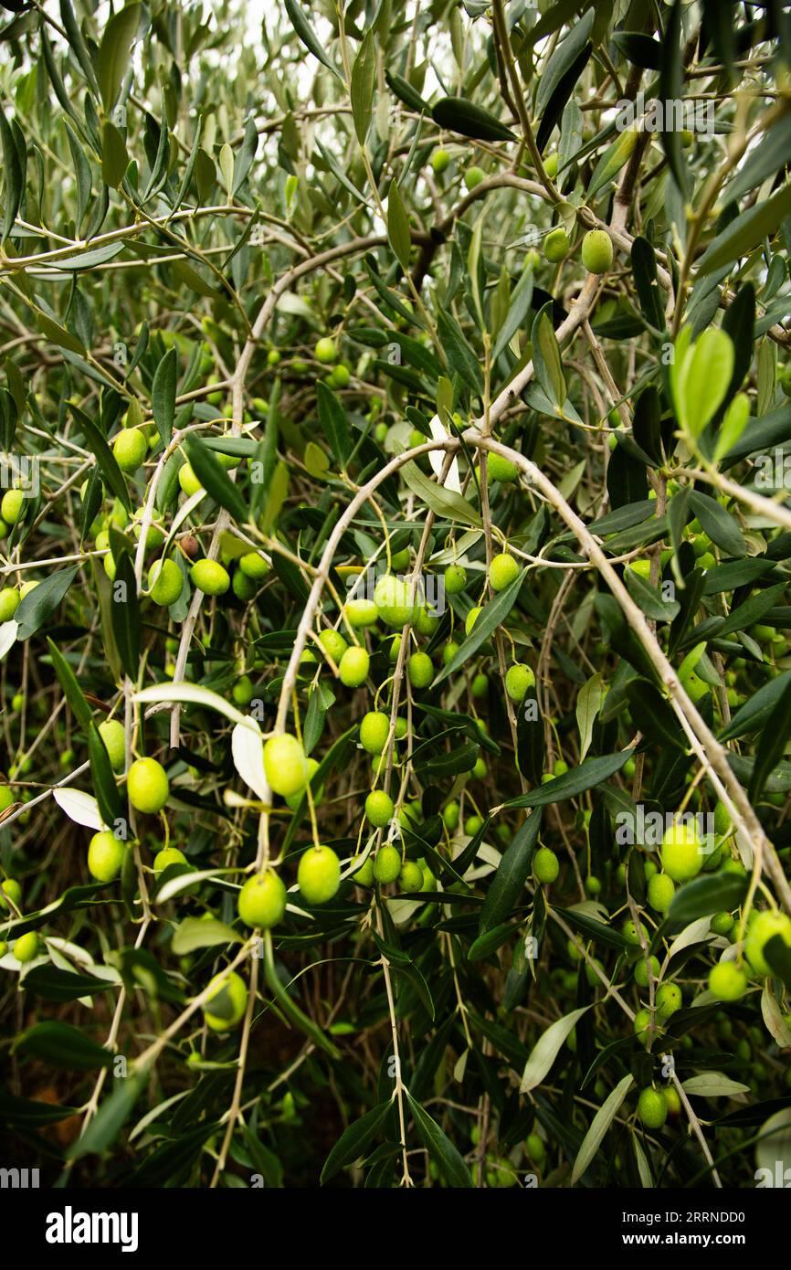 Olive branches blowing in wind hi-res stock photography and images - Alamy