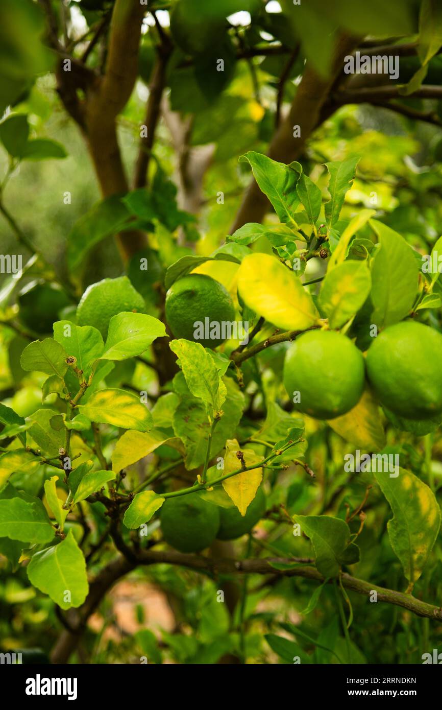 Lime trees, Stellenbosch Stock Photo - Alamy