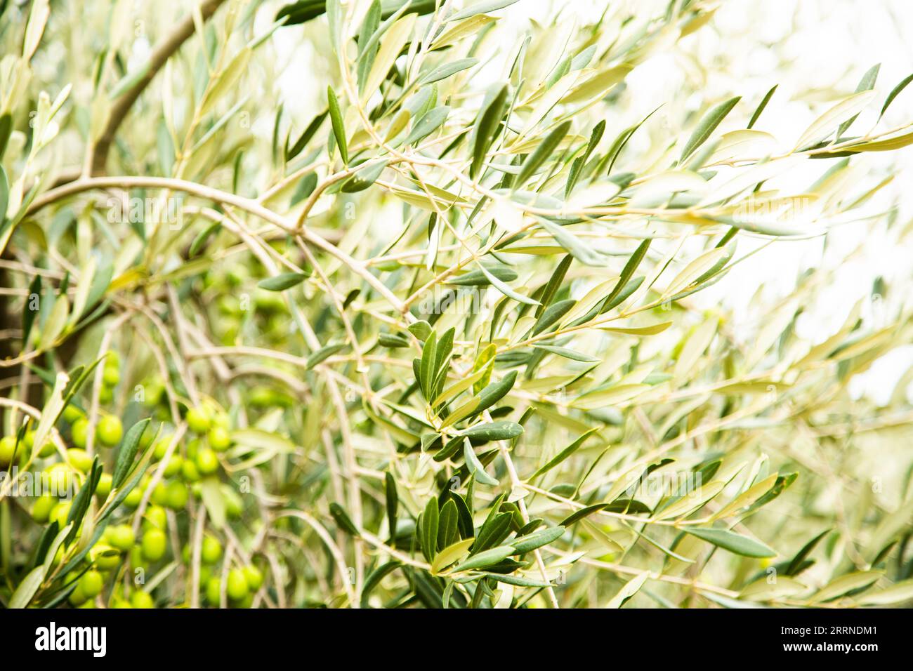 Olive trees in Stellenbosch, South Africa Stock Photo - Alamy