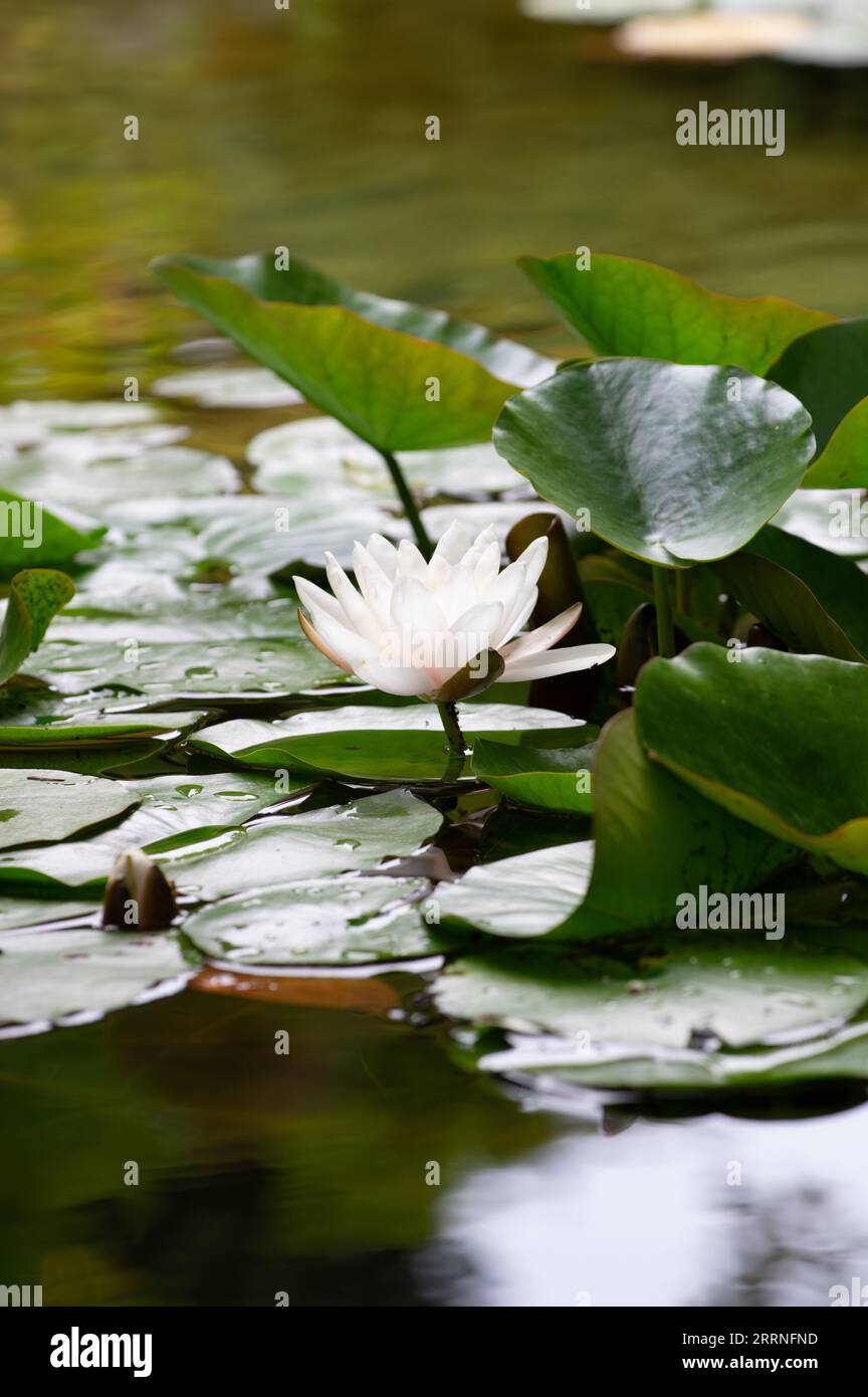 Lily pond butchart gardens victoria hi-res stock photography and images ...