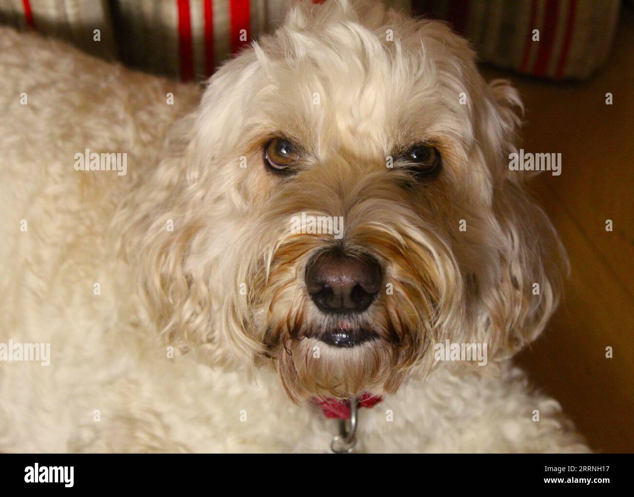 A close up photo of a blonde cockapoo dog staring into the camera Stock ...