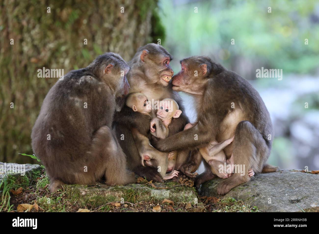 Tibetan macaques china hi-res stock photography and images - Alamy