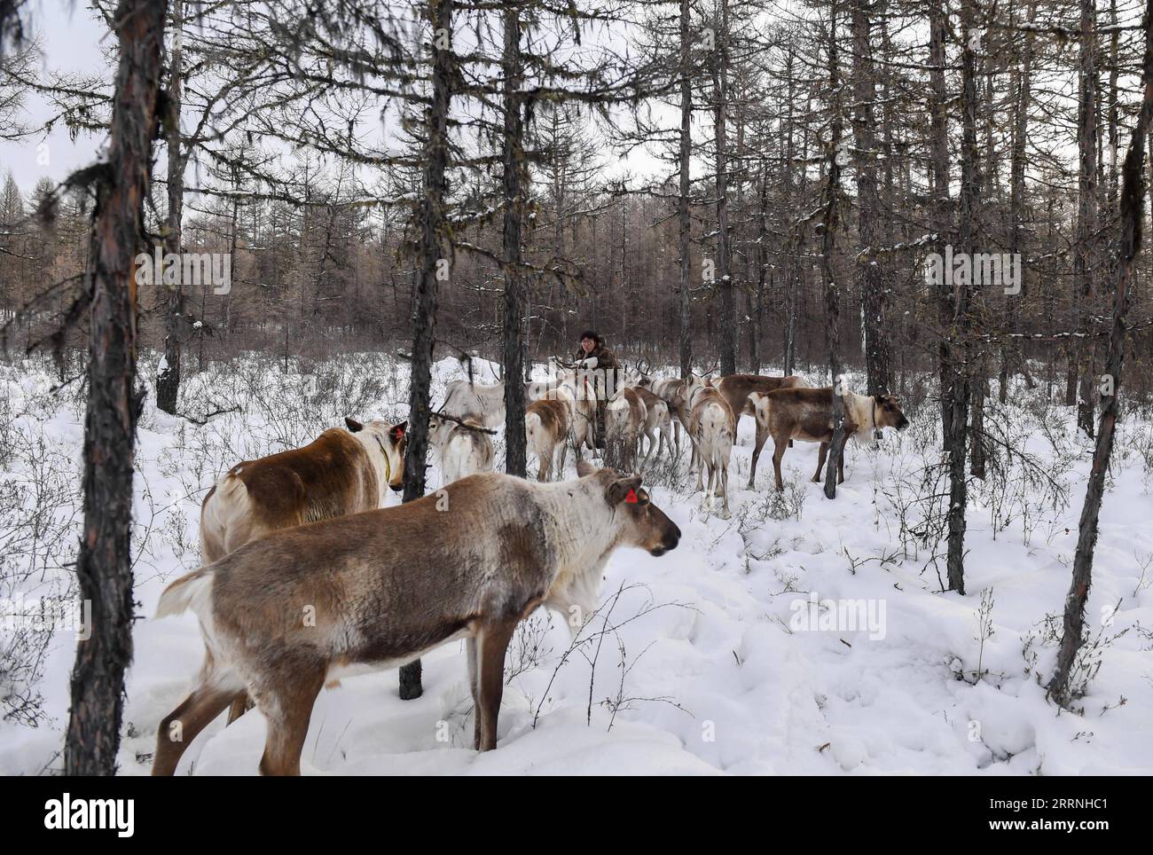 230113 -- GENHE, Jan. 13, 2023 -- This photo taken on Jan. 12, 2023 ...