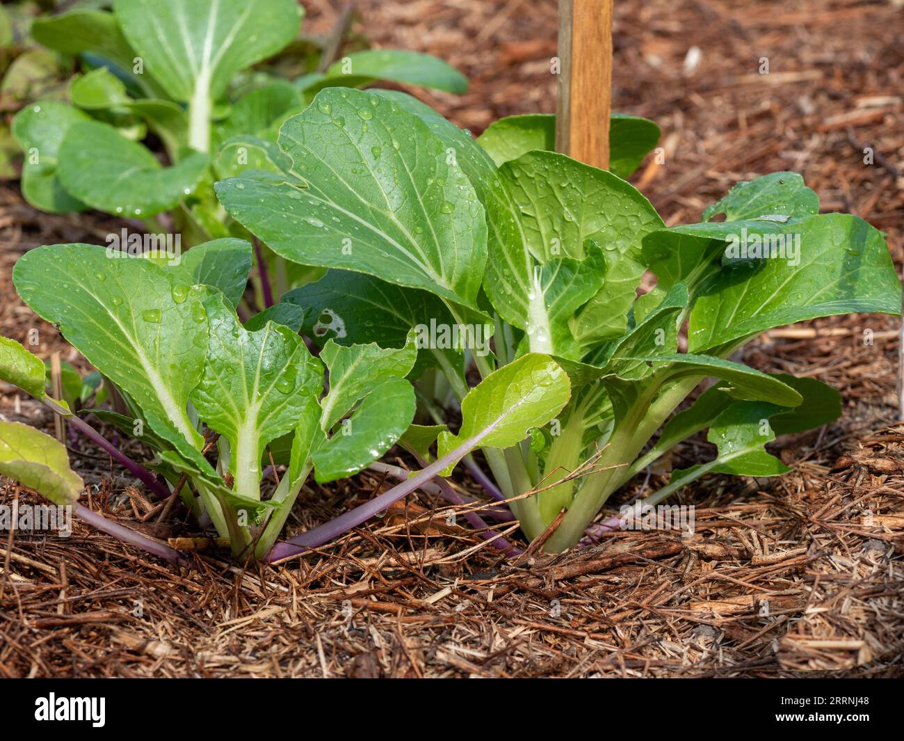 Bok Choy, green and leafy, growing in an Australian vegetable garden ...