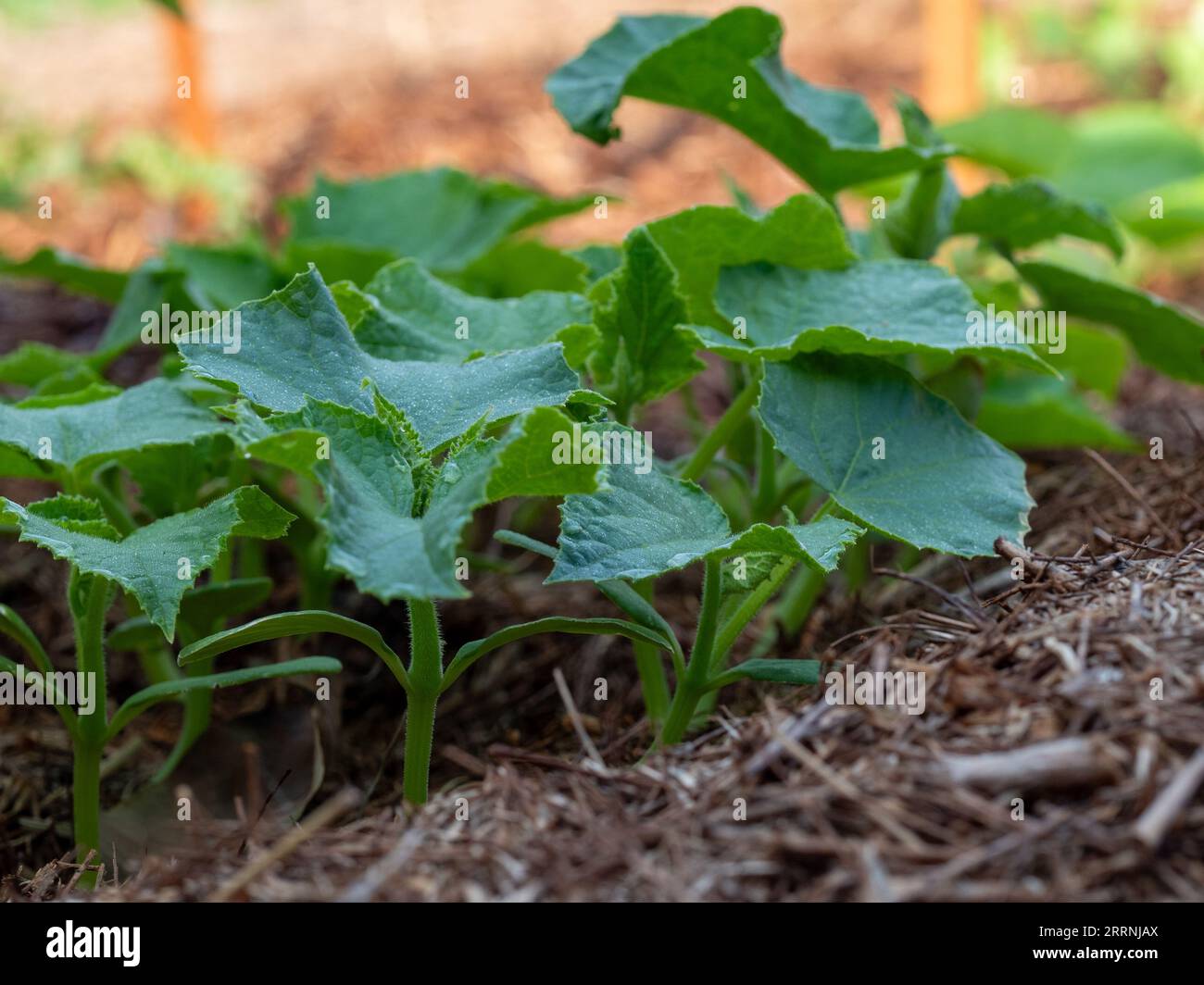 Cucumber Seedlings, leafy green and growing in an Australian Vegetable ...