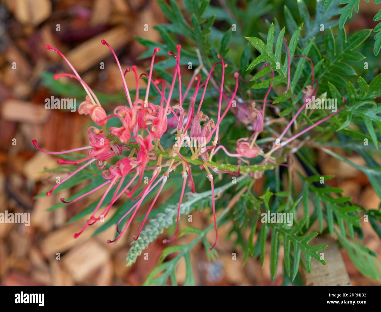 Australian flora flower grevilleas hi-res stock photography and images ...