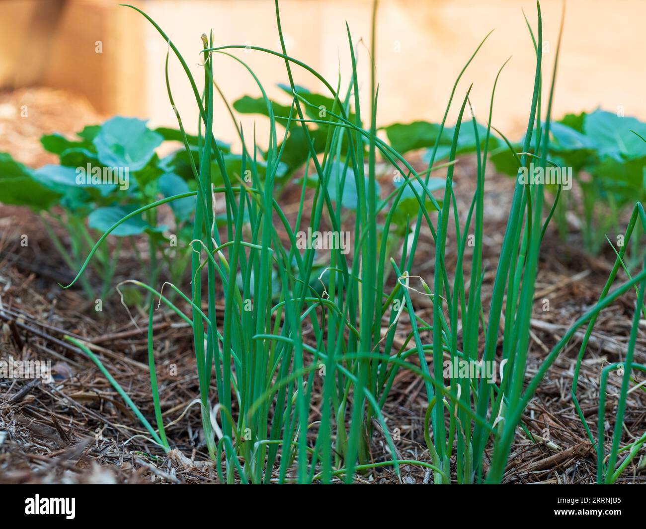 Green Shallots and cucumber seedlings growing in thin stalks and leafy ...