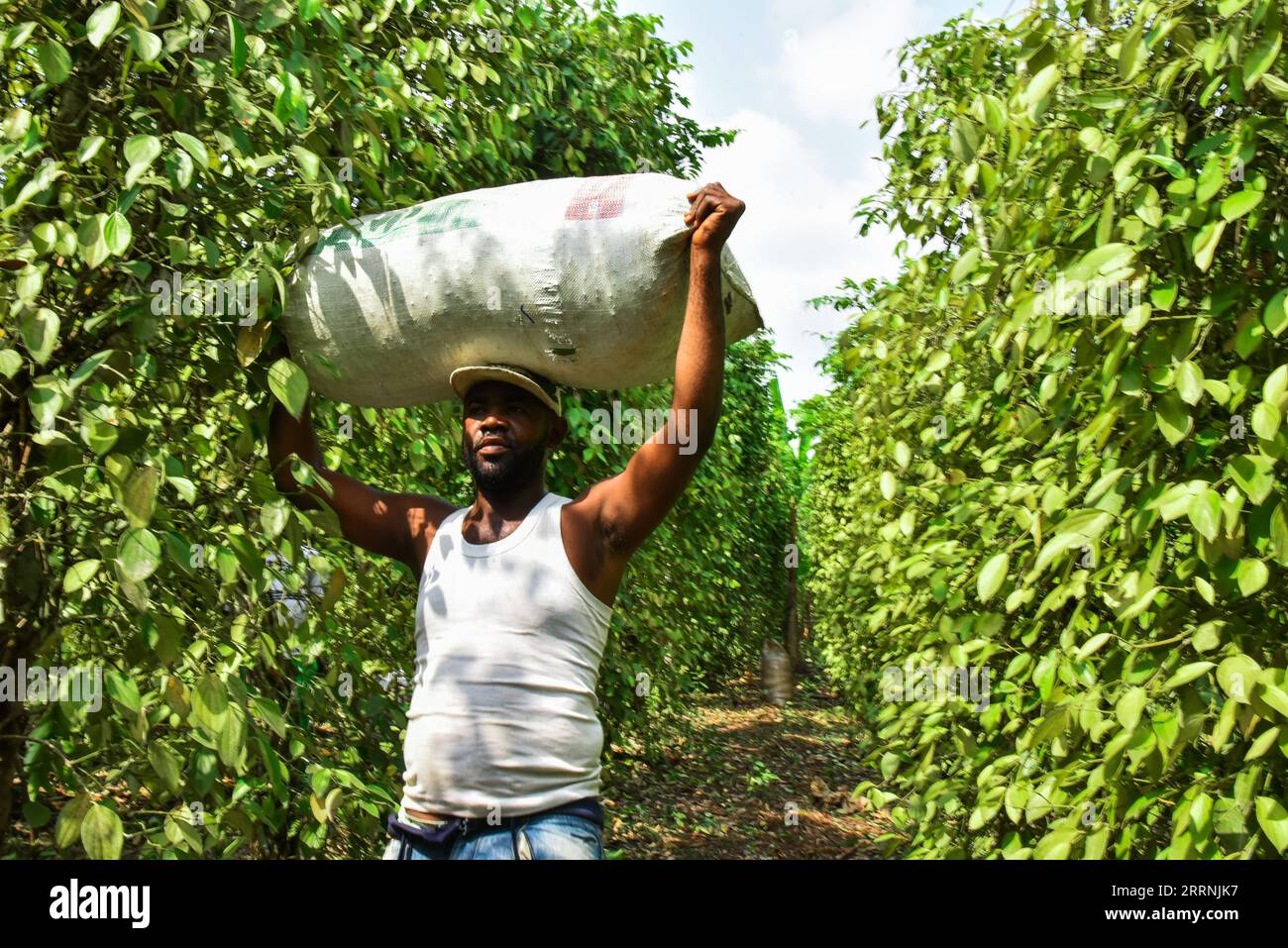 Cameroon pepper hi-res stock photography and images - Alamy