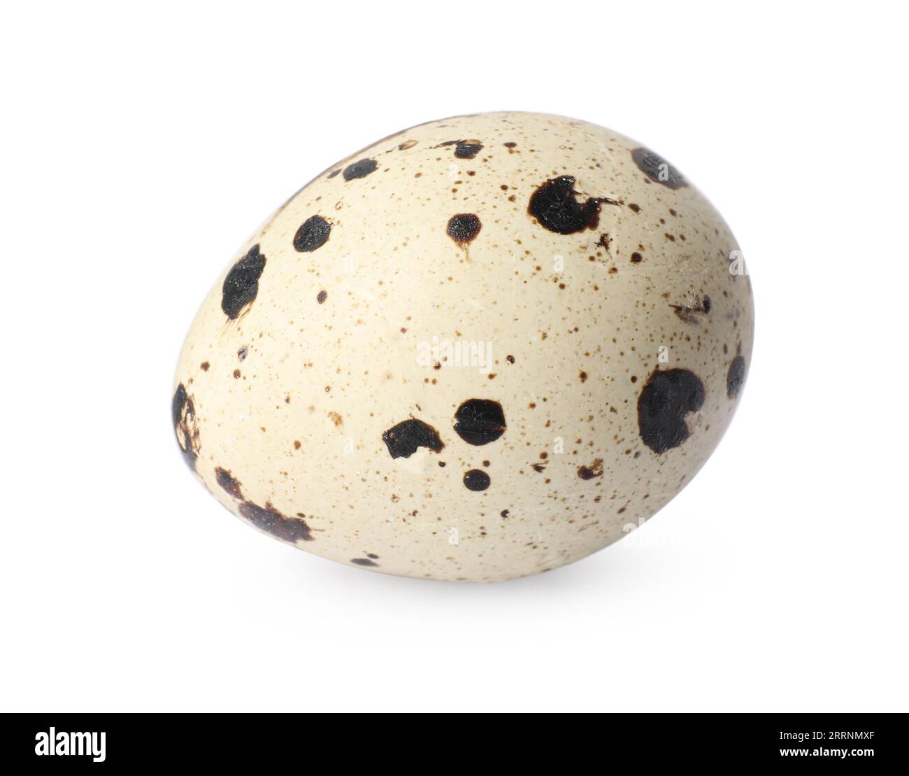 One fresh quail egg Cut Out Stock Images & Pictures - Alamy