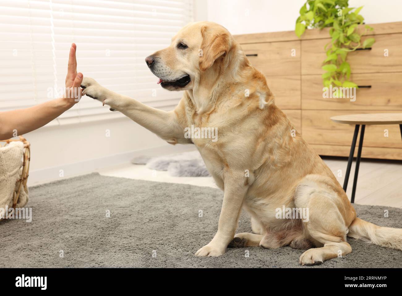 Cute Labrador Retriever dog giving high five to man at home Stock Photo ...