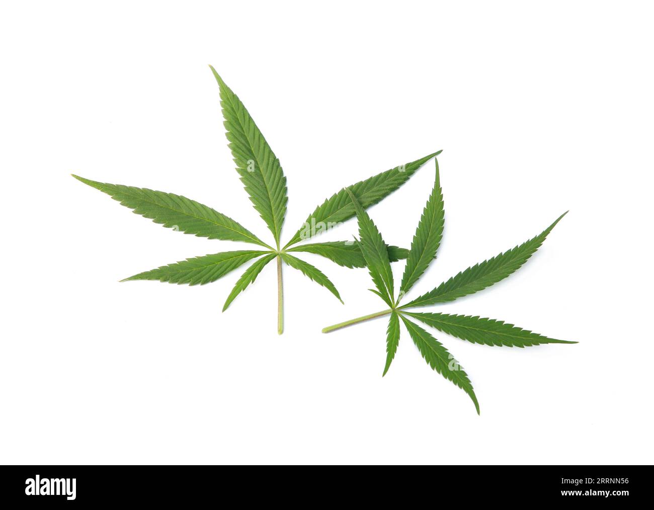 Fresh green hemp leaves isolated on white, top view Stock Photo - Alamy