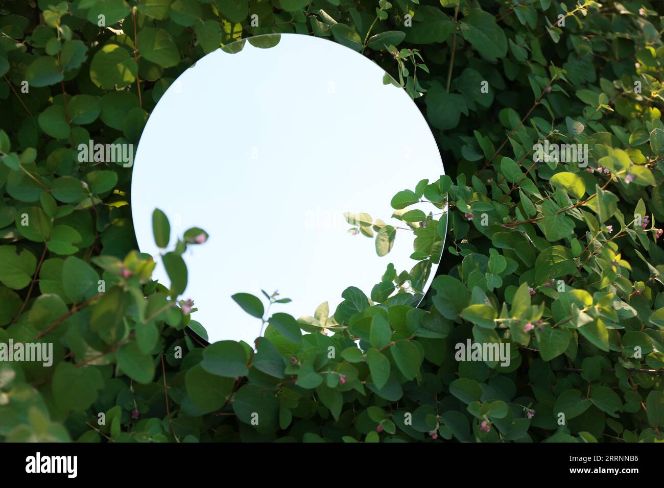 Round mirror among bush branches reflecting sky Stock Photo - Alamy