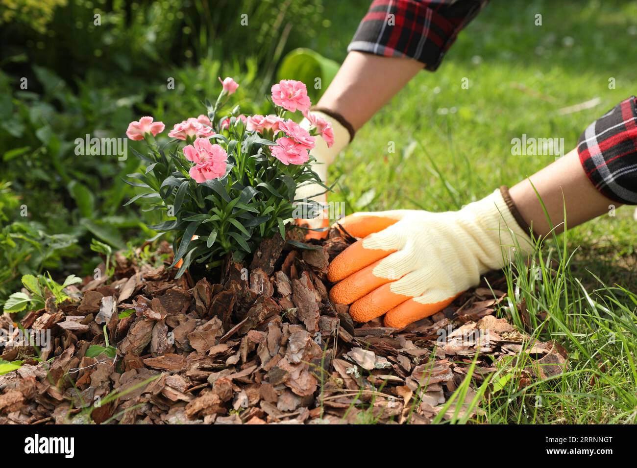 Woman mulching beautiful flowers with bark chips in garden, closeup ...