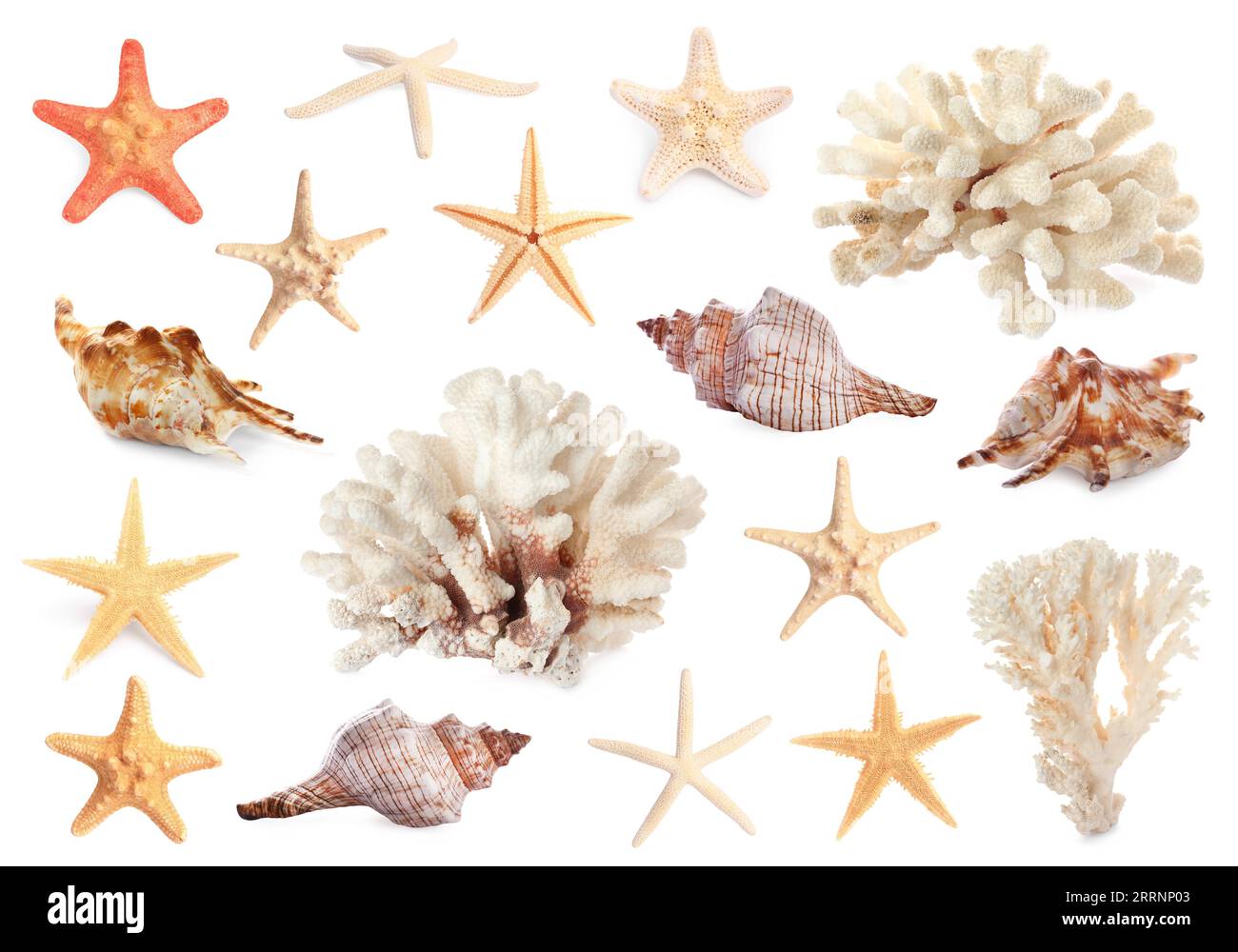 Set with sea stars, shells and corals isolated on white Stock Photo - Alamy
