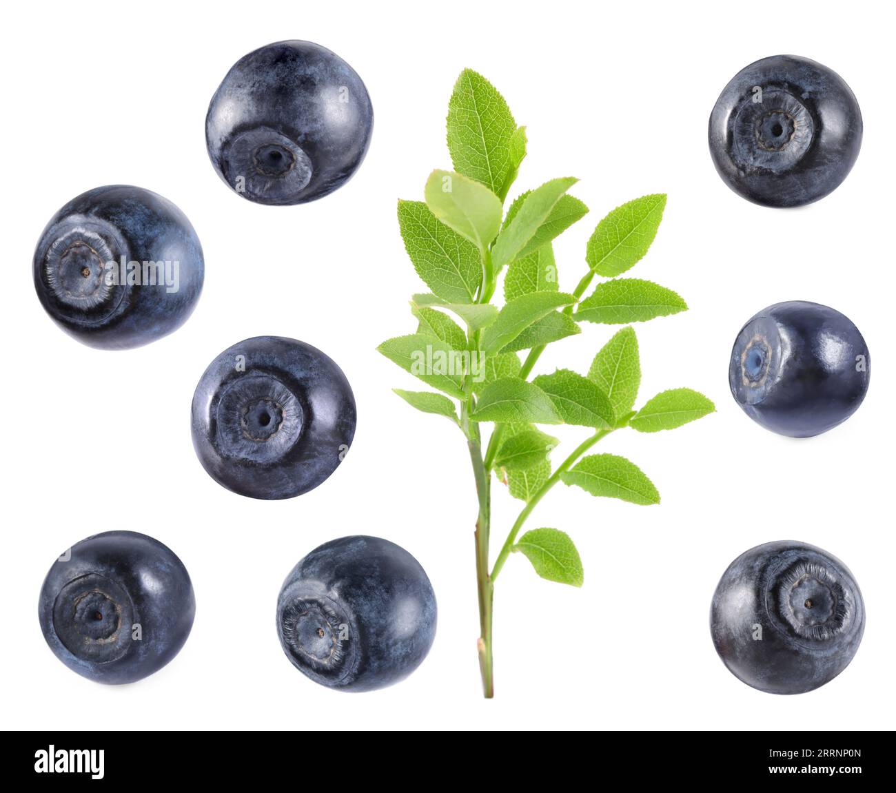 Set with fresh ripe bilberries and green leaves isolated on white Stock ...