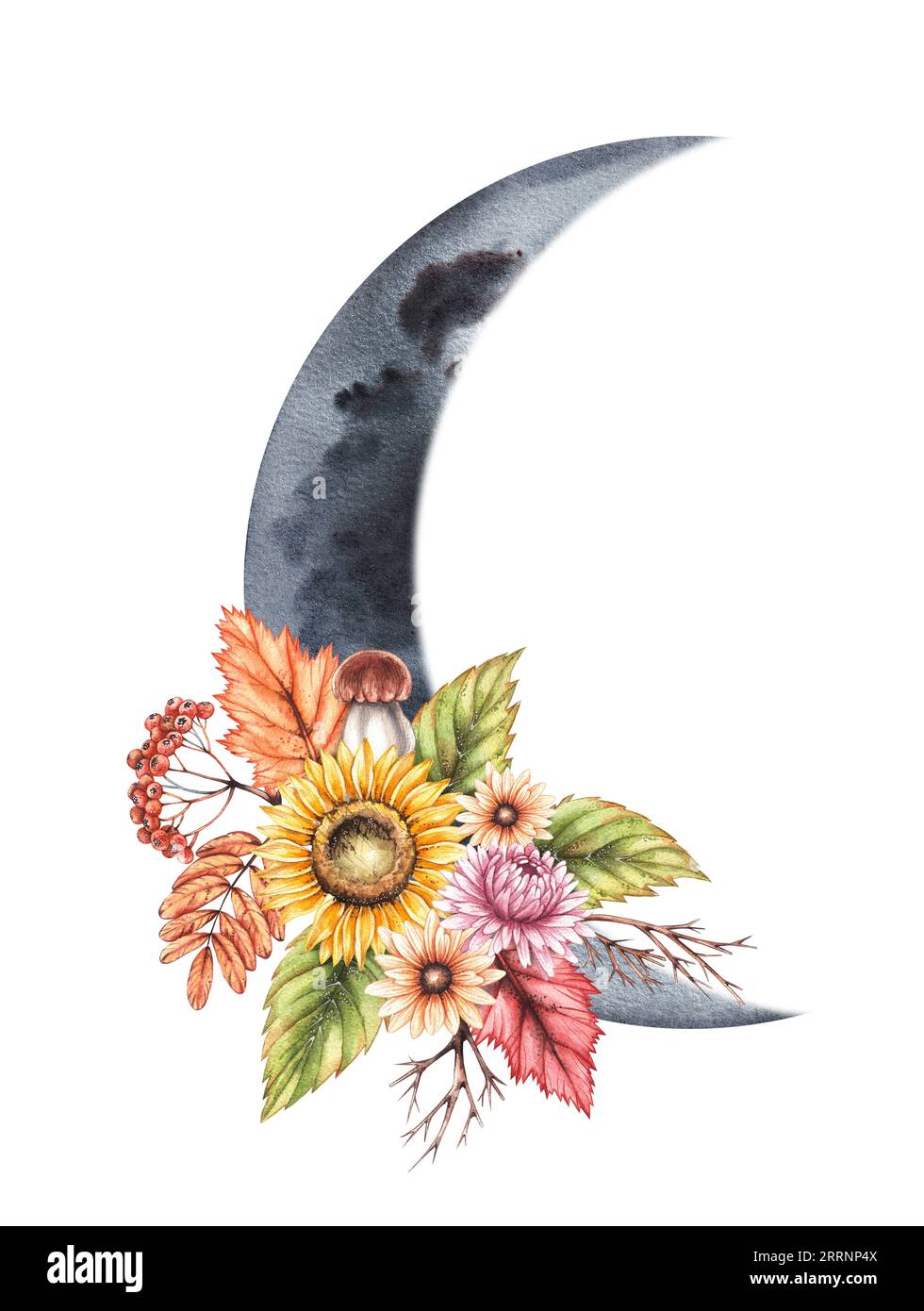 Watercolor moon with autumn bouquets isolated. Moon hand drawn on white ...