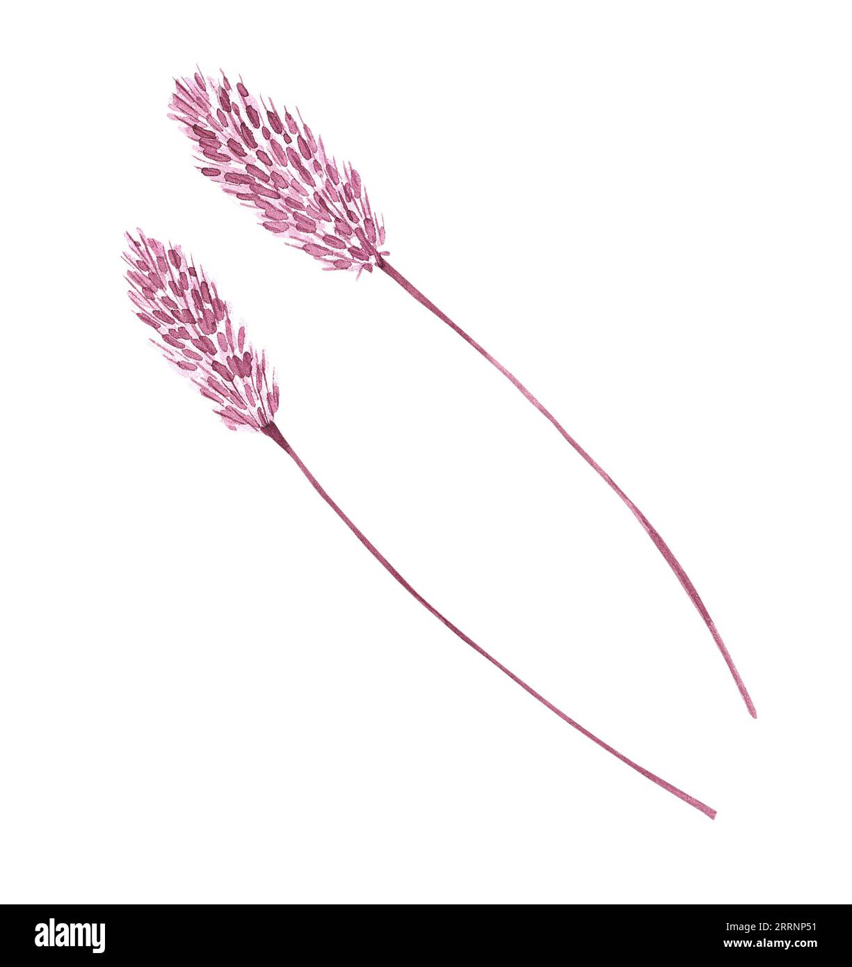 Watercolor plant spikelet isolated. Fluffy spikelet hand-drawn on white ...