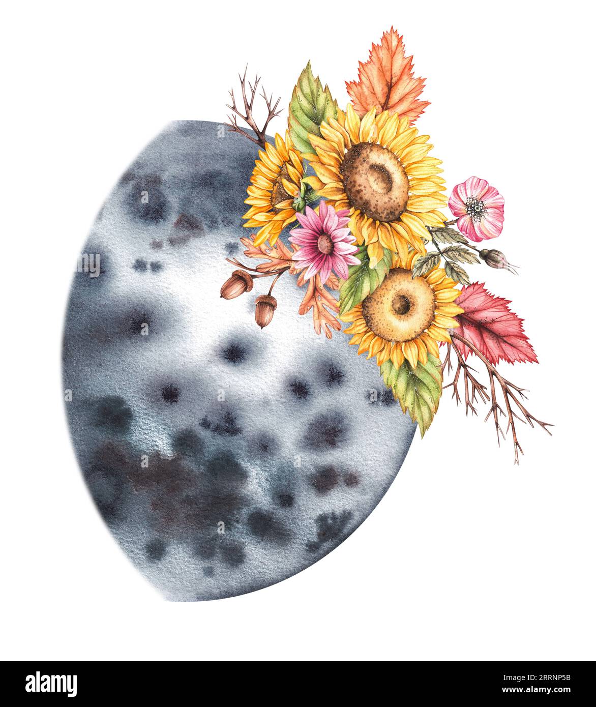 Watercolor moon with autumn bouquets isolated. Moon hand drawn on white ...