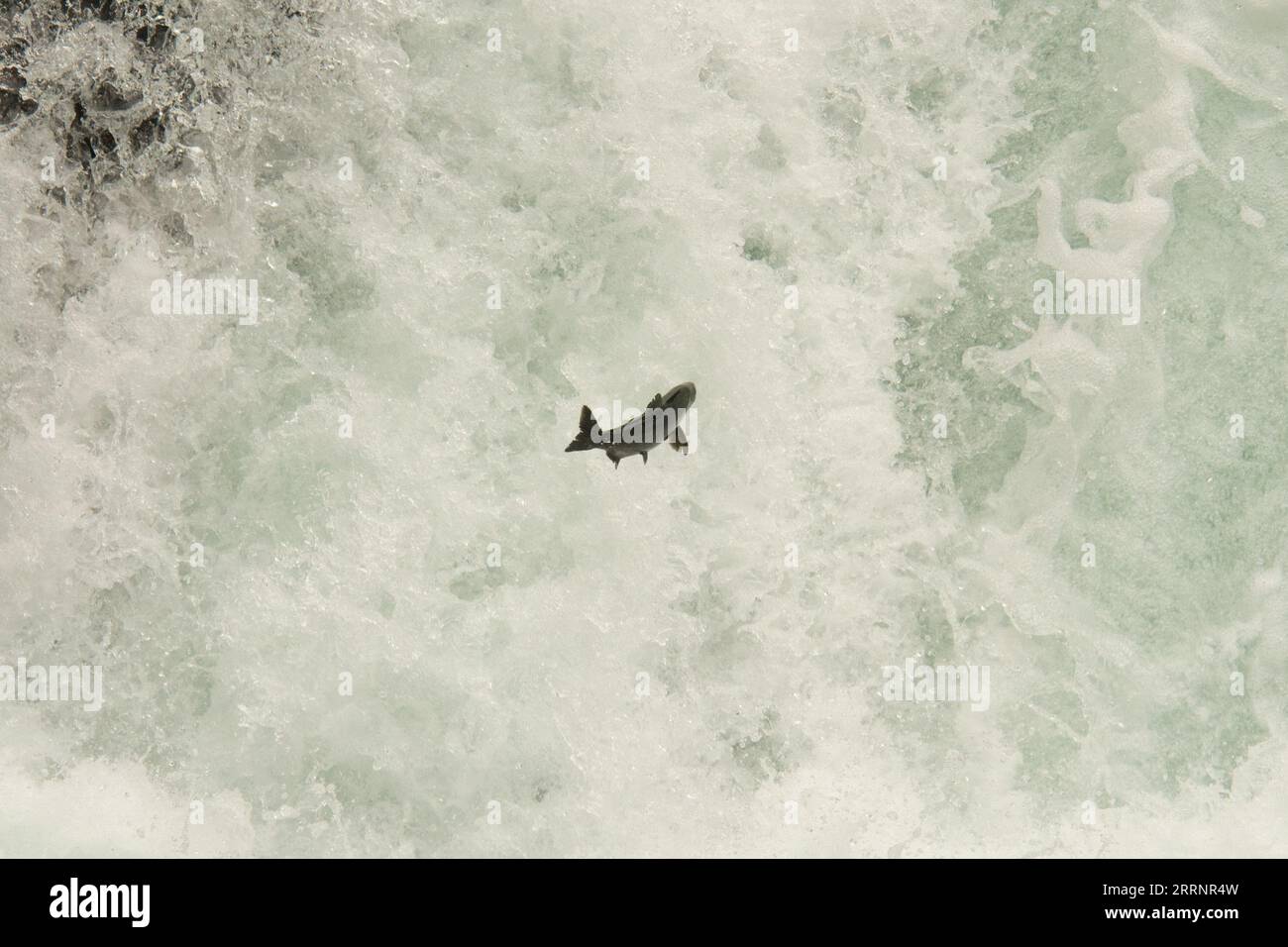 Coho salmon jumping up a waterfall of Stamp River which is a major ...