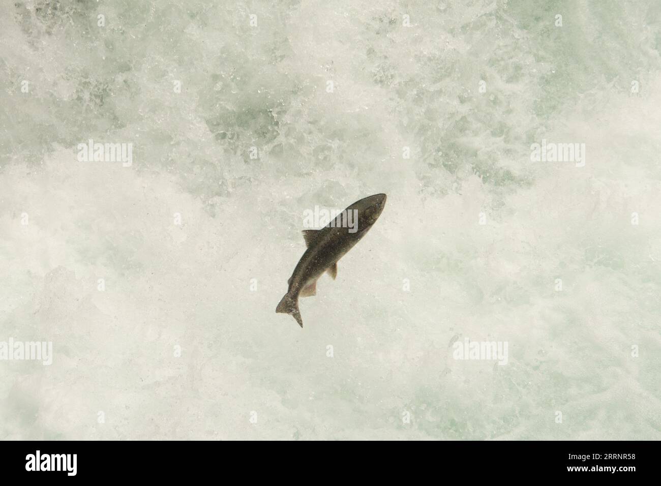 Coho salmon jumping up a waterfall of Stamp River which is a major ...