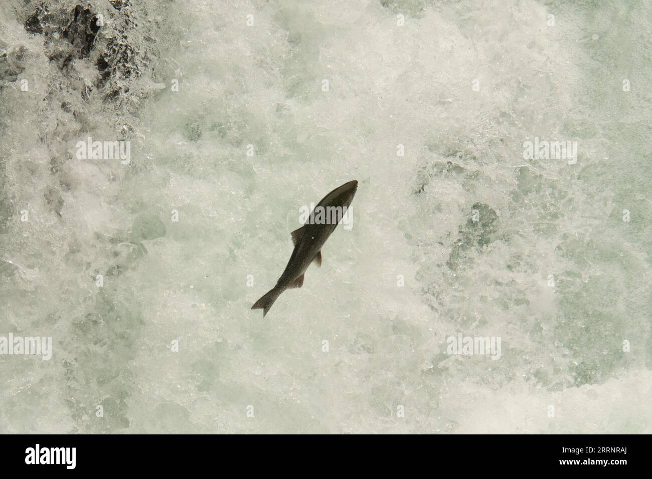 Coho salmon jumping up a waterfall of Stamp River which is a major ...