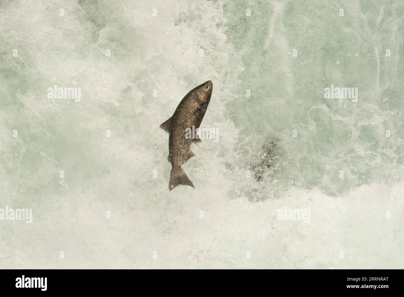 Coho salmon jumping up a waterfall of Stamp River which is a major ...
