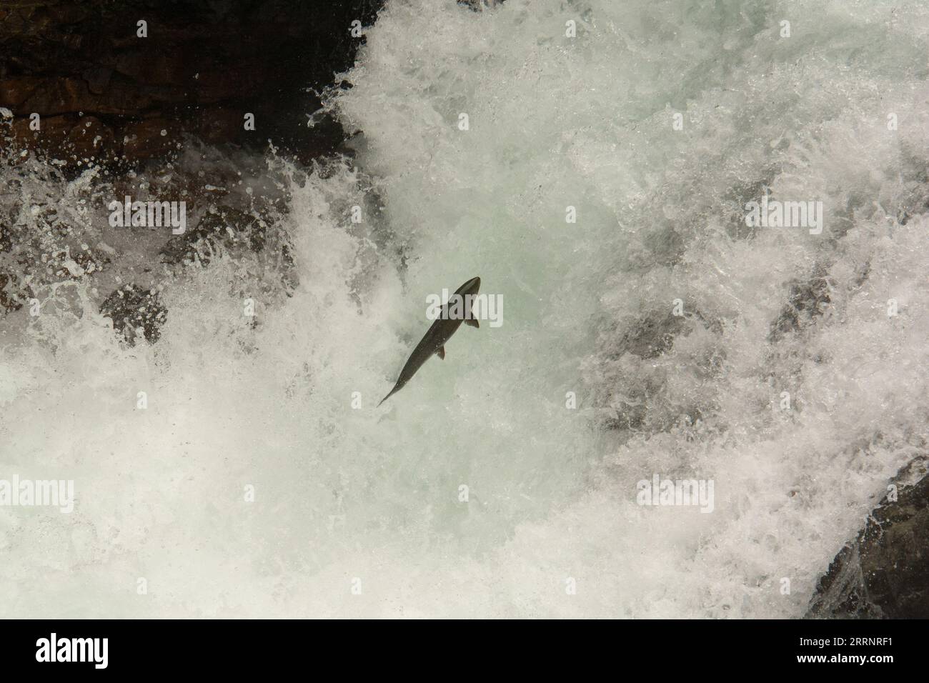 Coho salmon jumping up a waterfall of Stamp River which is a major ...