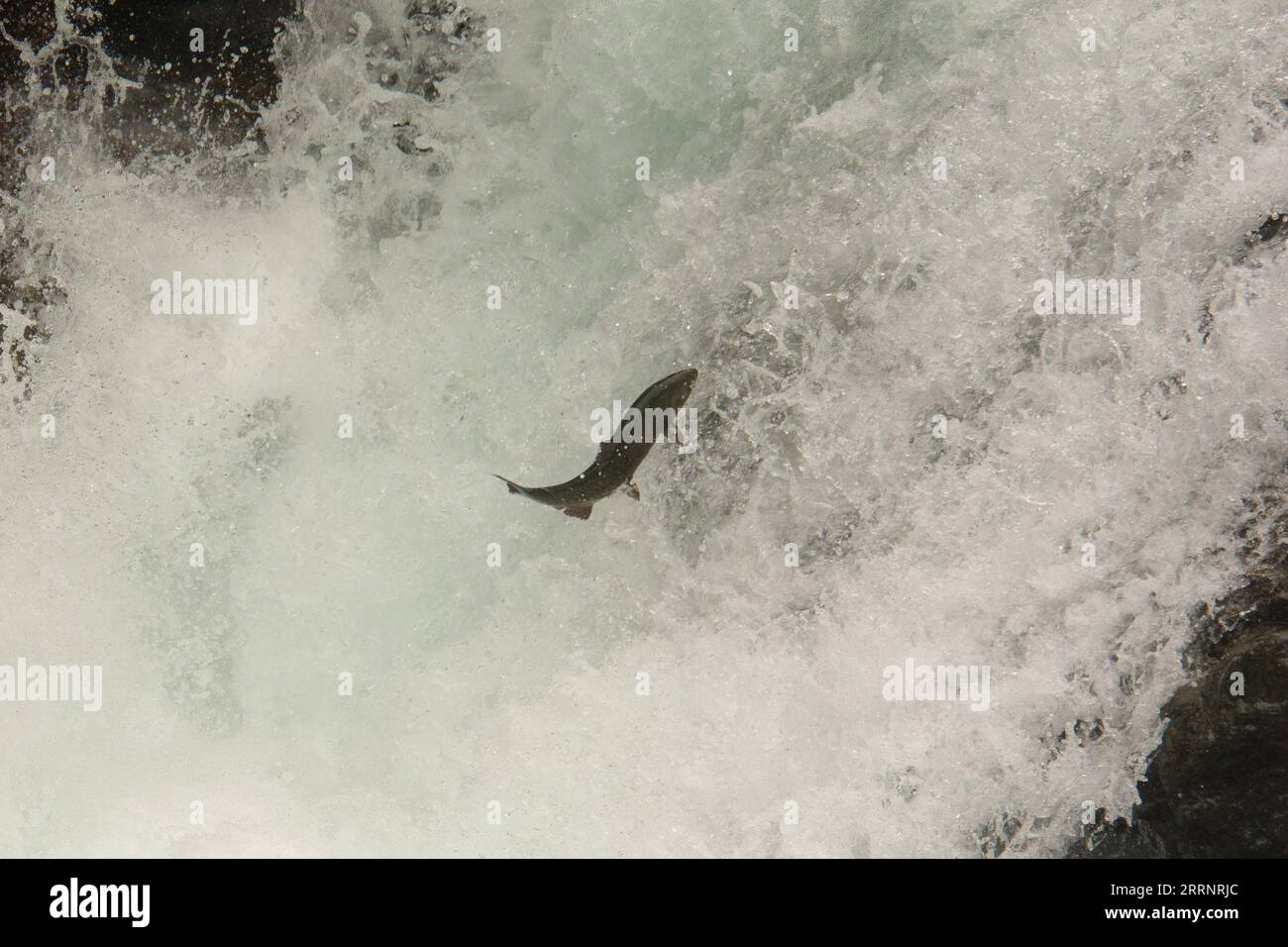 Coho salmon jumping up a waterfall of Stamp River which is a major ...