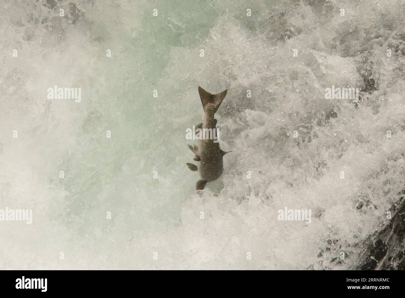 Coho salmon jumping up a waterfall of Stamp River which is a major ...