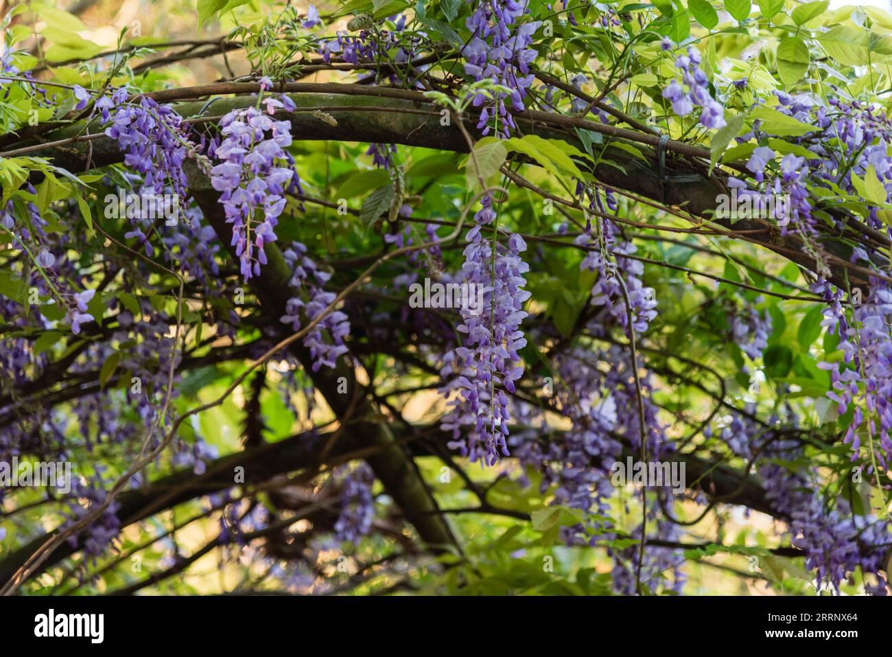 Wisteria vines at the Botanical Garden of Curitiba in Brazil Stock ...