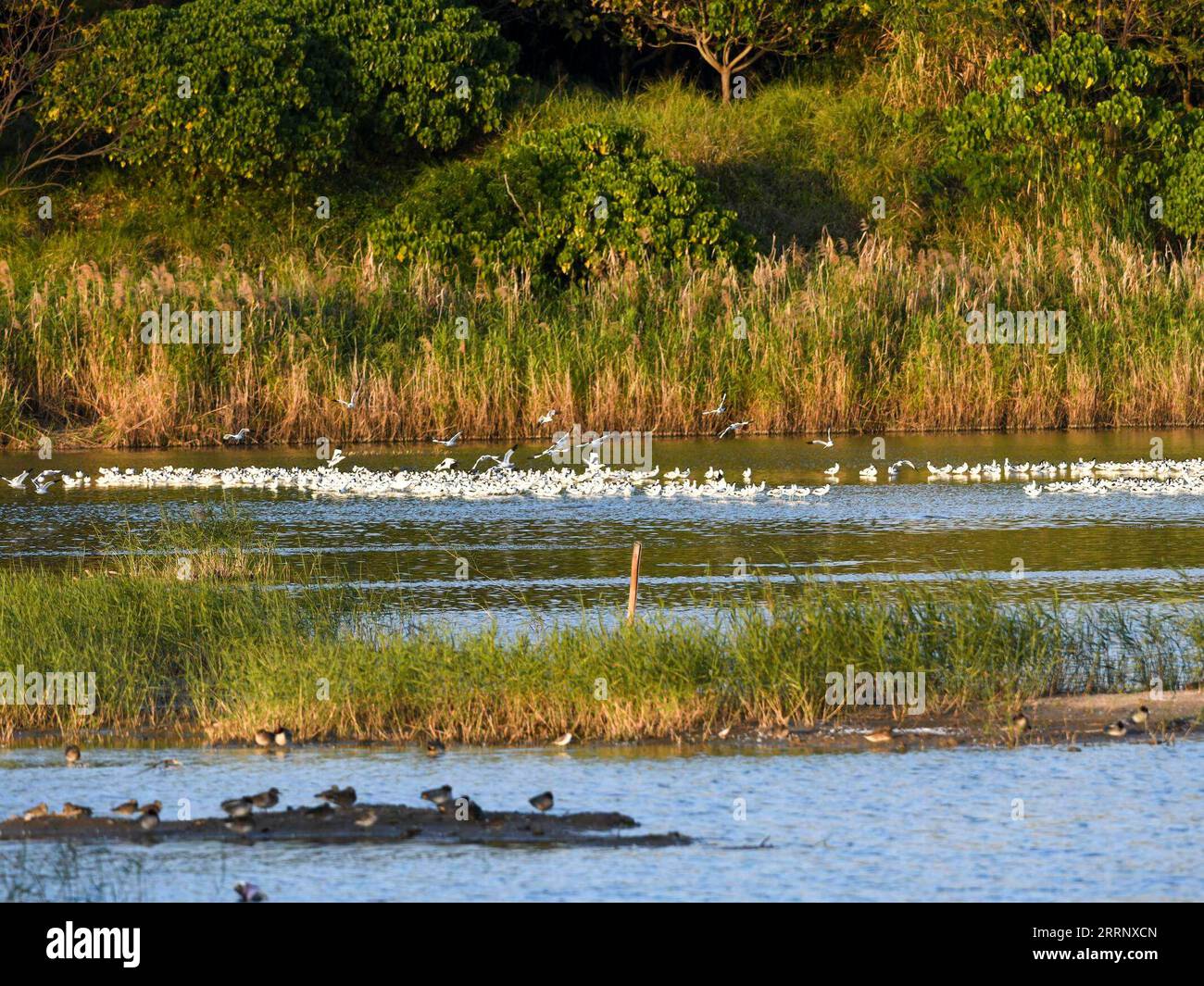 Built up area birds hi-res stock photography and images - Alamy