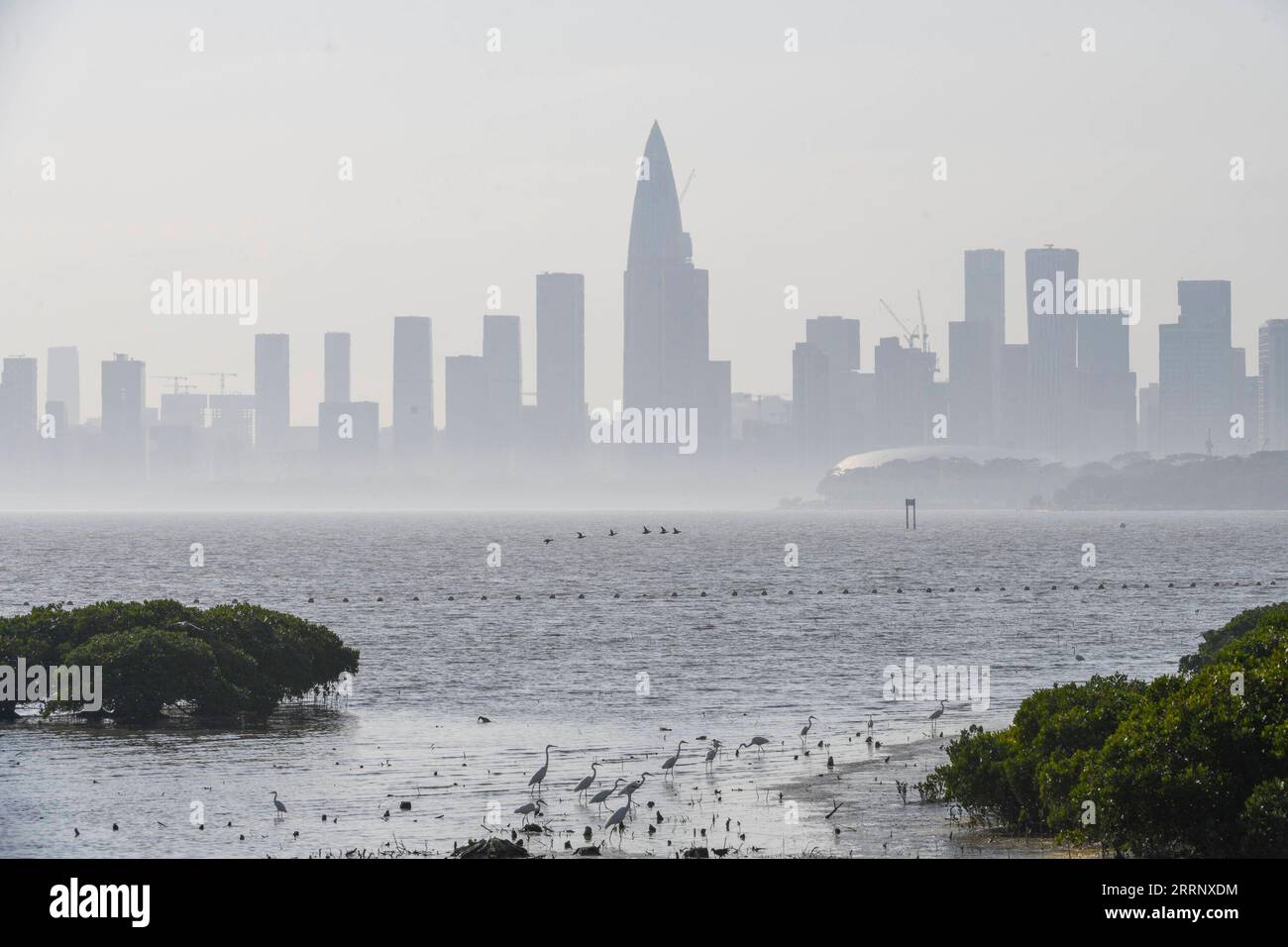 Built up area birds hi-res stock photography and images - Alamy