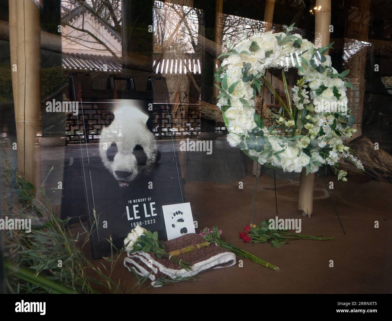 230205 -- WASHINGTON, D.C., Feb. 5, 2023 -- An image of giant panda Le ...