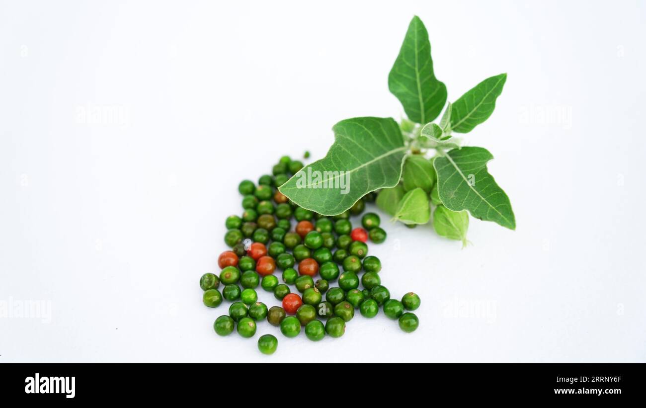 Ashwagandha Dry Root Medicinal Herb with Fresh Leaves, also known as ...