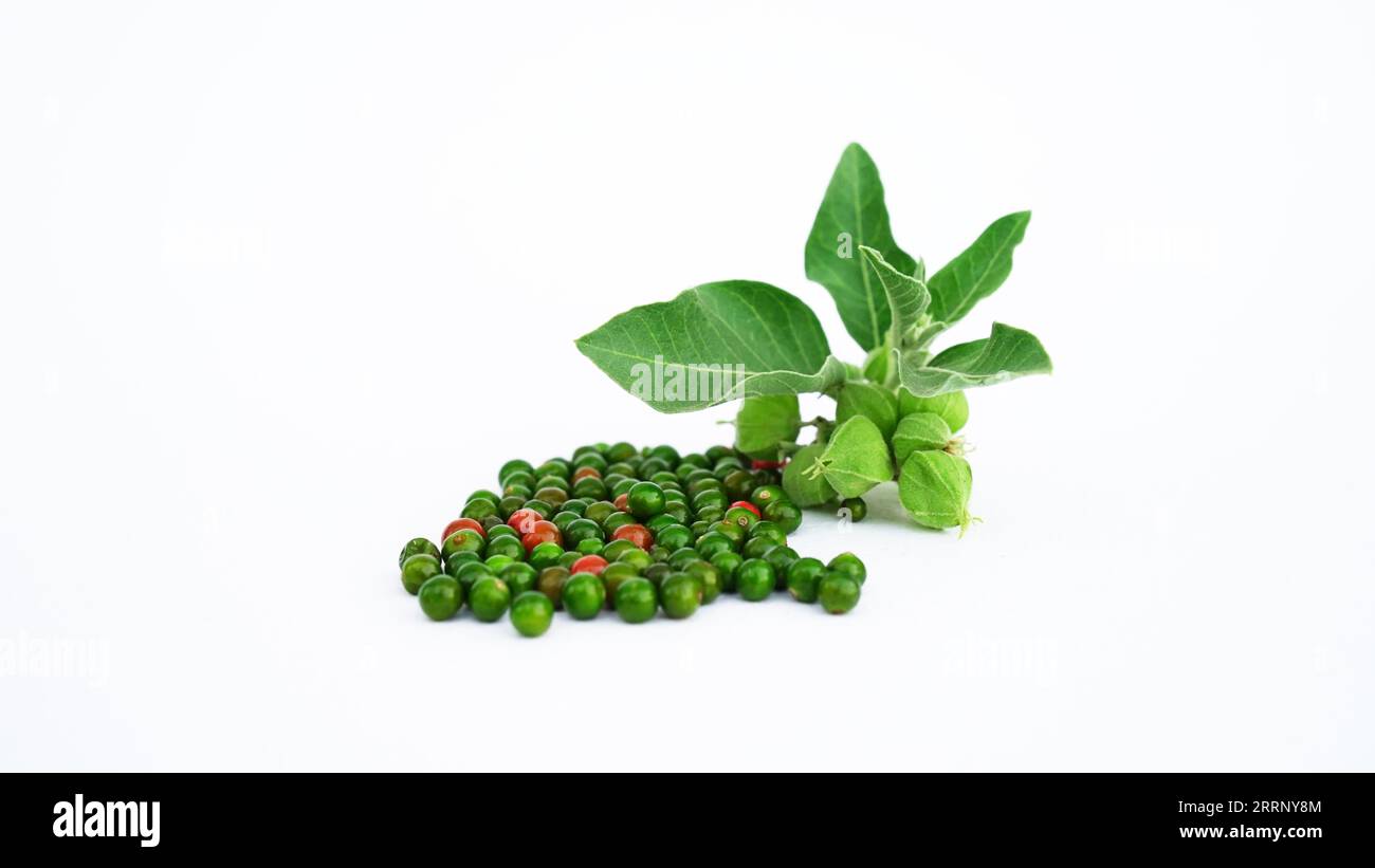 Ashwagandha Fresh Green Leaves on the Stem, Medicinal Herb Plant, also ...