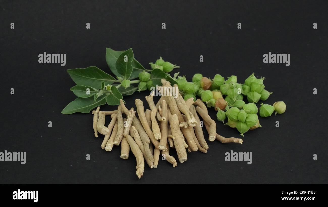 Immunity booster plant, Withania somnifera, known commonly as ...