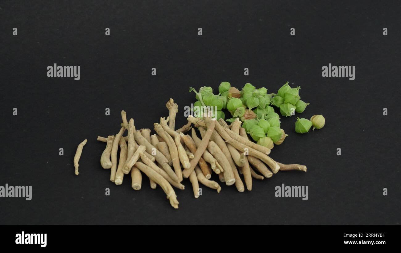 Immunity booster plant, Withania somnifera, known commonly as ...