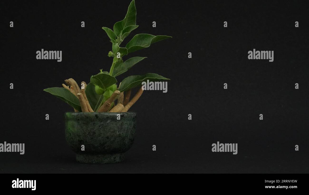 Ashwagandha Fresh Green Leaves on the Stem, Medicinal Herb Plant, also ...