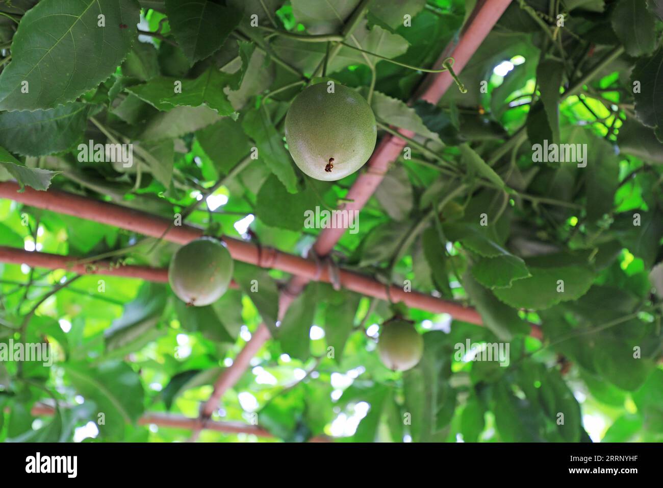 Passion fruit on the plant on the farm Stock Photo - Alamy