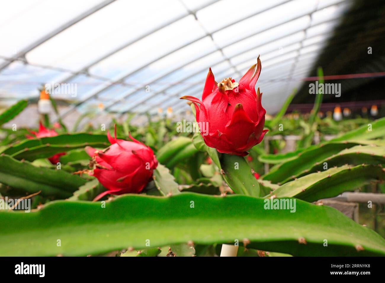 Giant pitaya in greenhouse, North China Stock Photo - Alamy