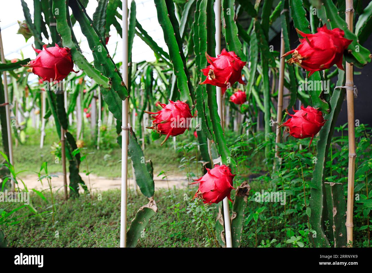 Giant pitaya in greenhouse, North China Stock Photo - Alamy