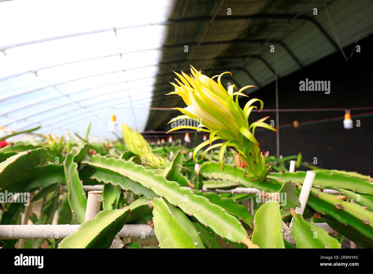 Ripe pitaya hi-res stock photography and images - Alamy