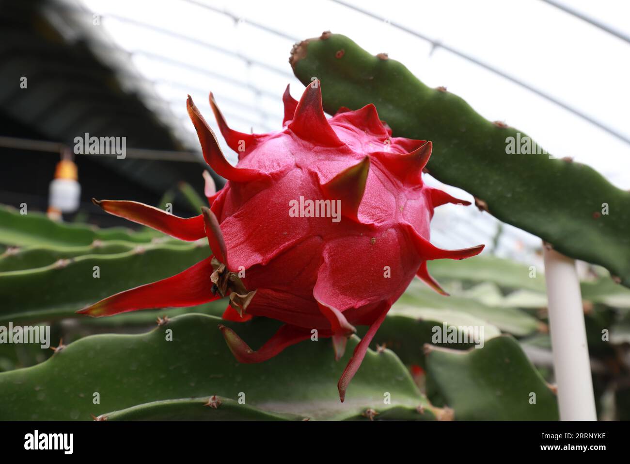 Giant pitaya in greenhouse, North China Stock Photo - Alamy