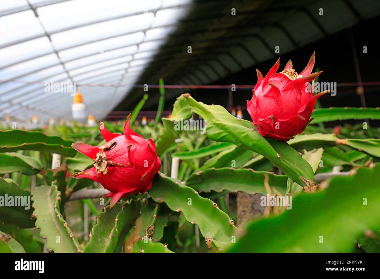 Giant pitaya in greenhouse, North China Stock Photo - Alamy