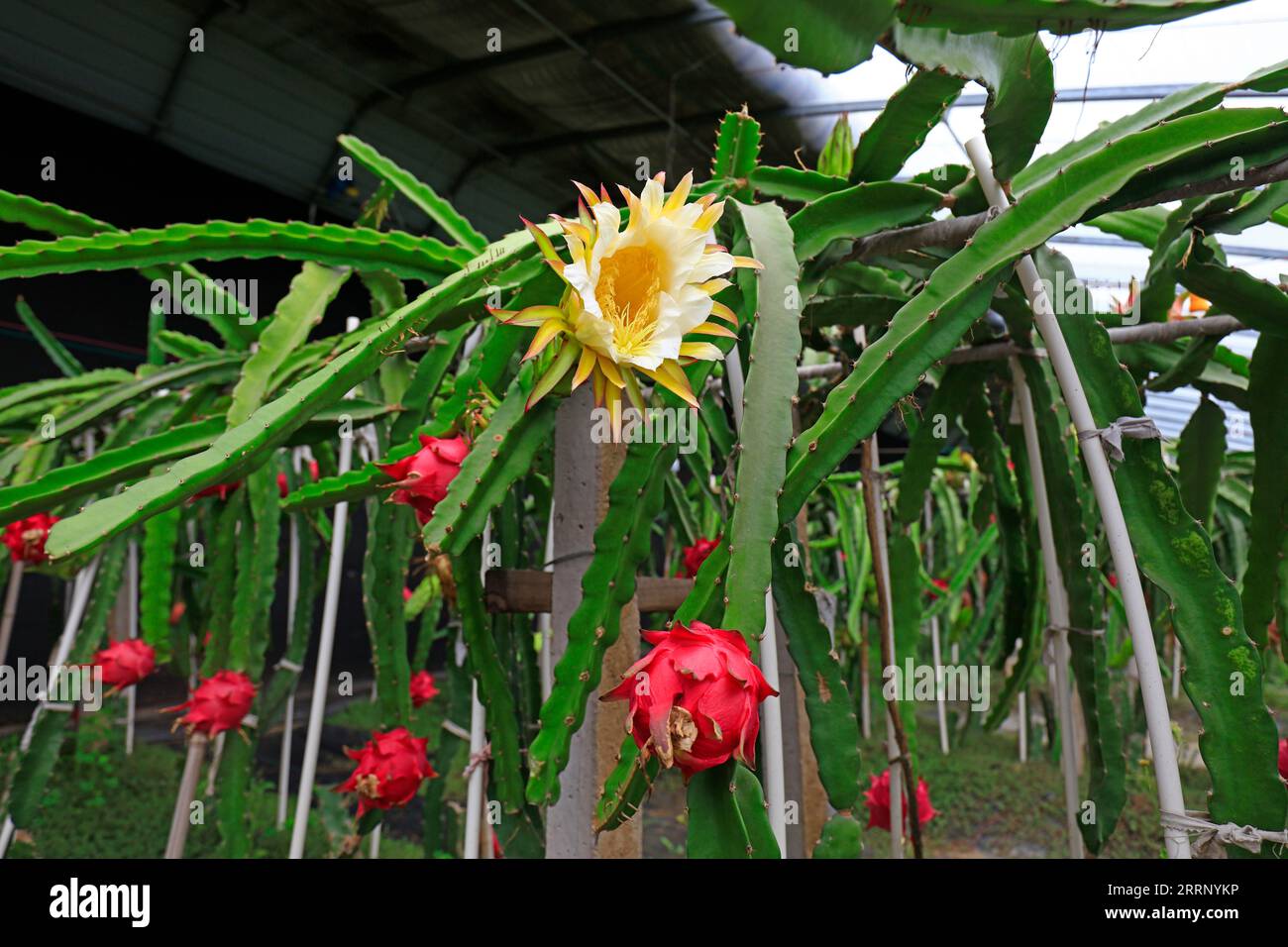 Ripe pitaya hi-res stock photography and images - Alamy