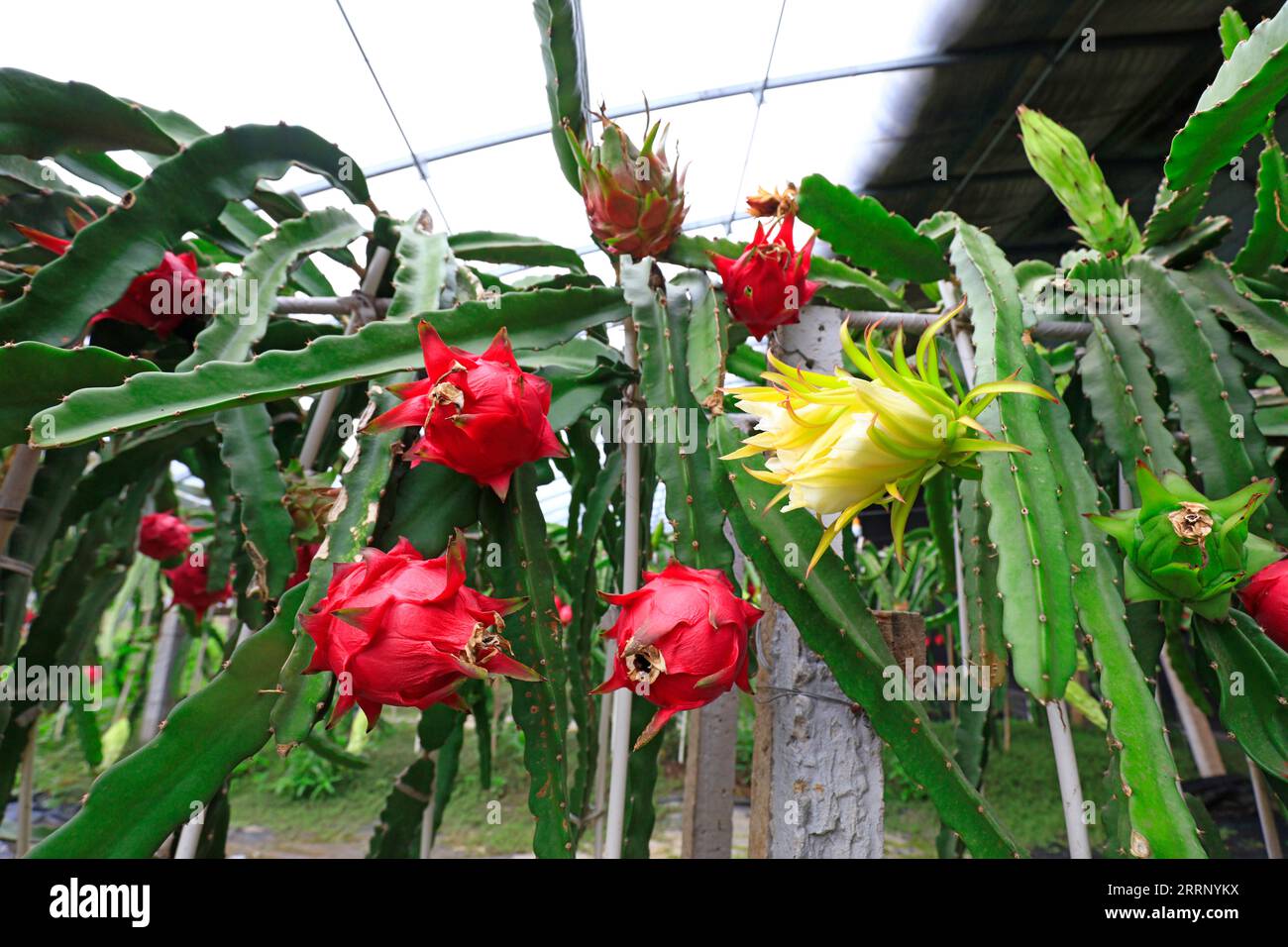 Ripe pitaya hi-res stock photography and images - Alamy