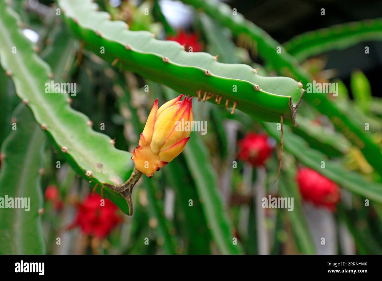 Ripe pitaya in greenhouse, North China Stock Photo - Alamy