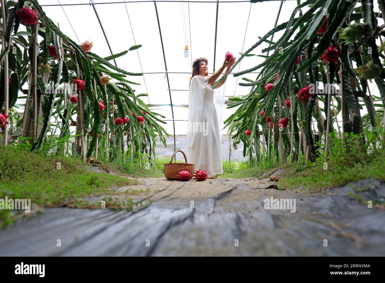 LUANNAN COUNTY, Hebei Province, China - August 14, 2020: A girl is ...