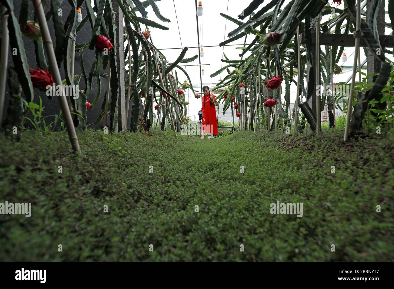 LUANNAN COUNTY, Hebei Province, China - August 14, 2020: A girl is ...