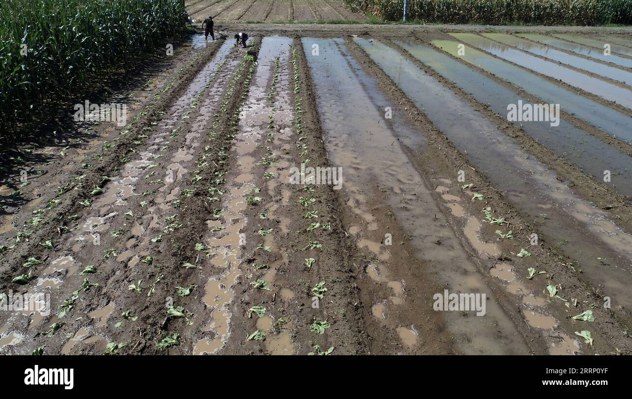 Farmers are transplanting cabbage seedlings in farmland, aerial photo ...